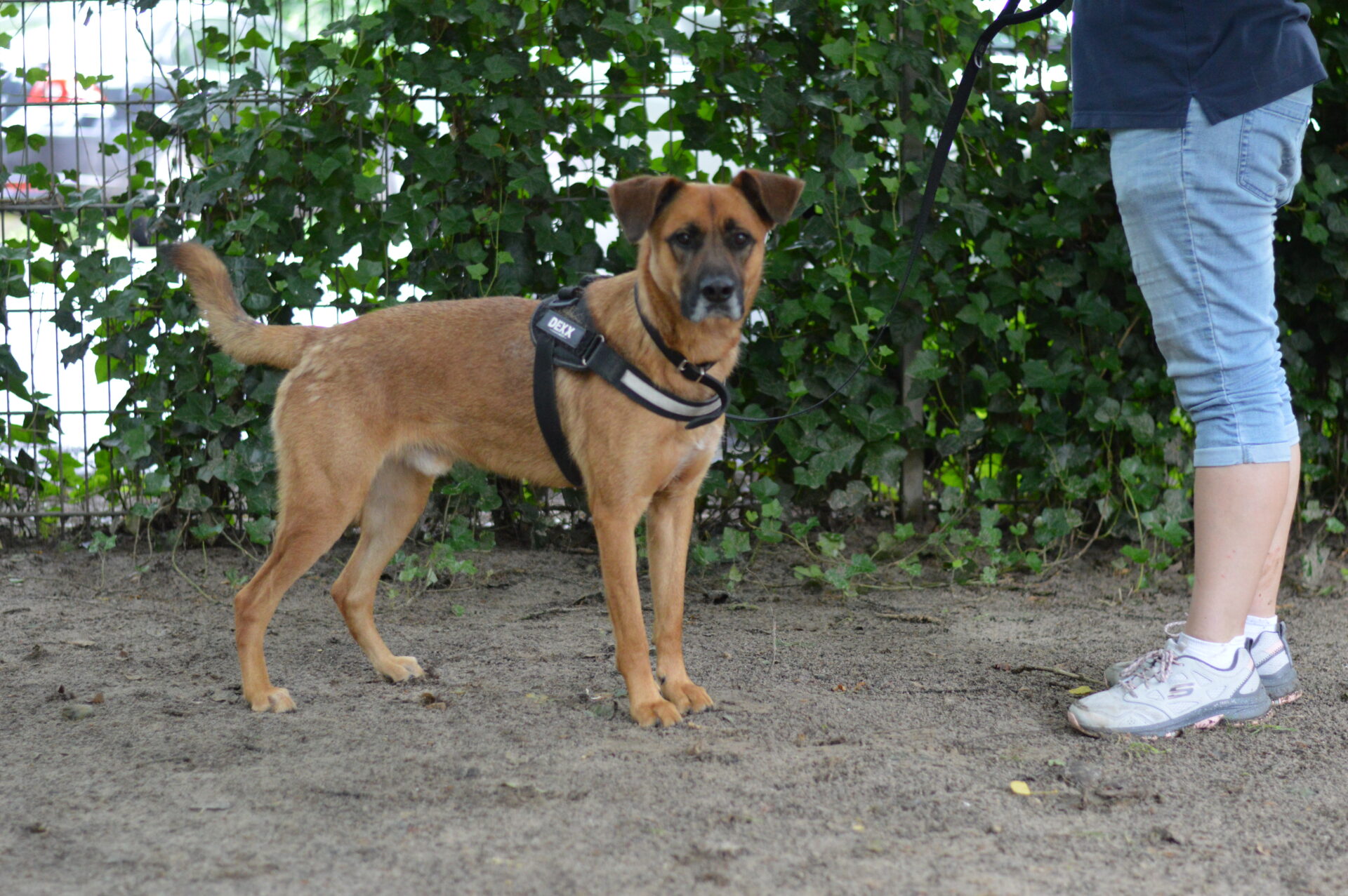 Dexx - Dierentehuis ’s-Hertogenbosch e.o.