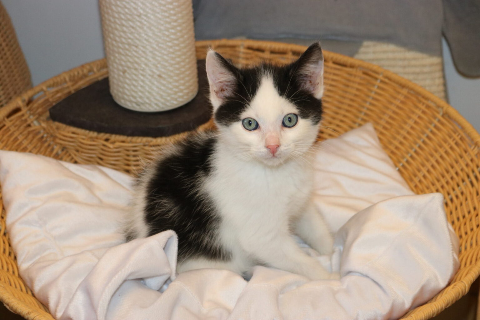 Beschikbare Katten - Dierentehuis ’s-Hertogenbosch e.o.